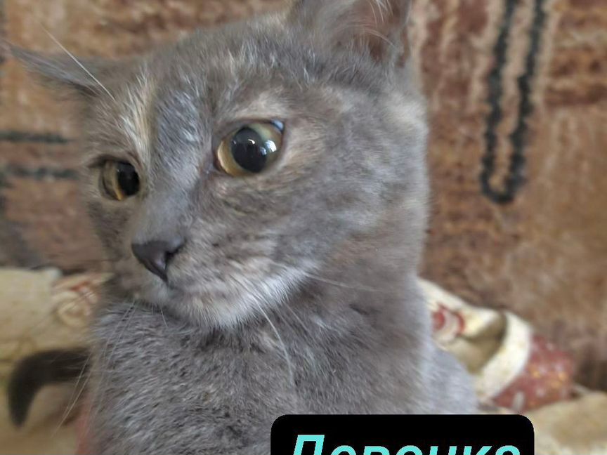 Метис русской голубой