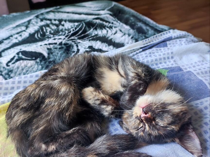 Котёнок в добрые руки