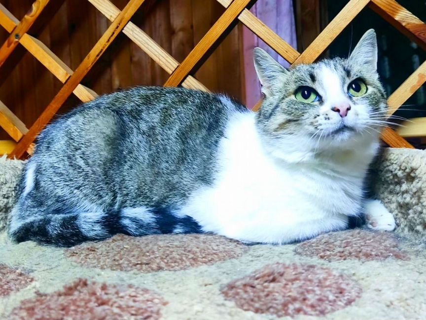 Кошка Ариша в дар шпротная коровка