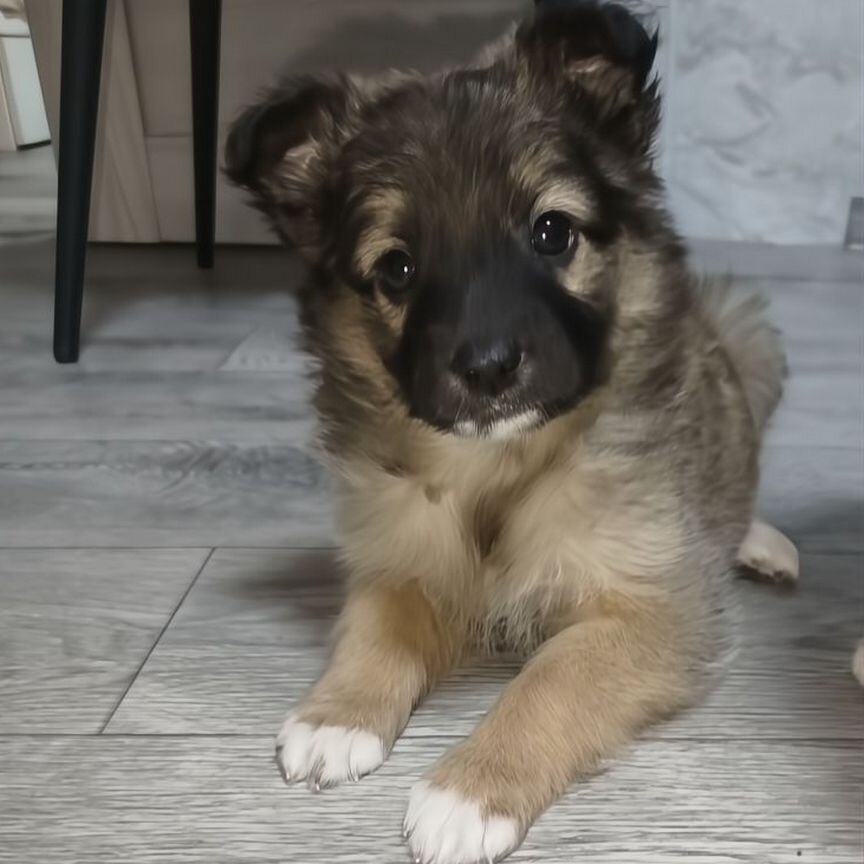 Щенок в добрые руки