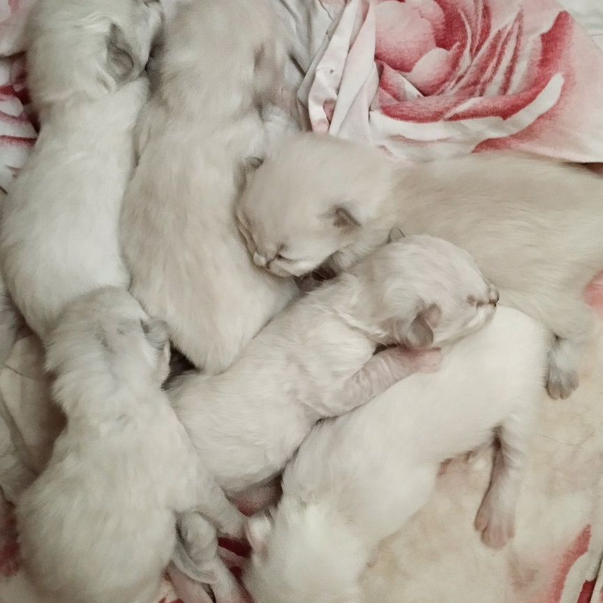Невские маскарадные котята