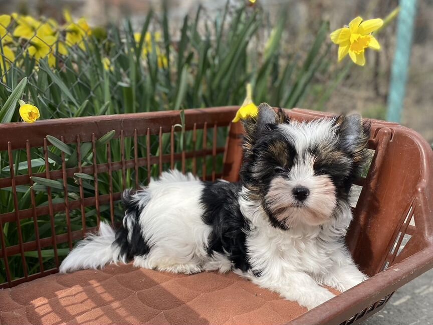 Мальчик бивер