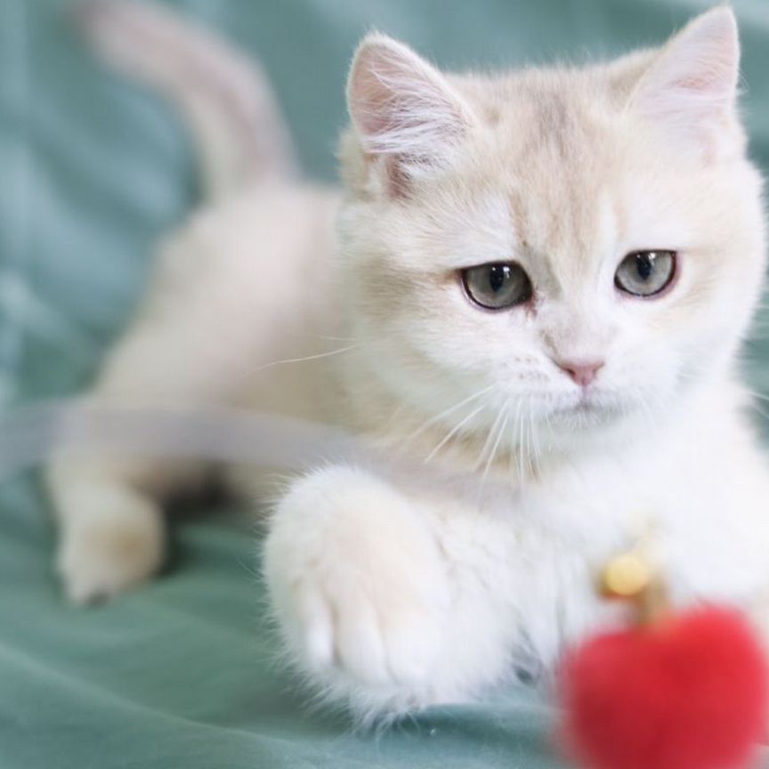 Британский короткошёрстный котёнок