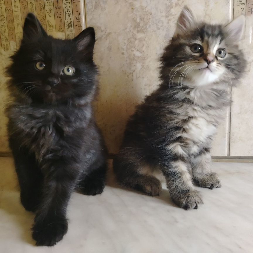 Котята курильского бобтейла