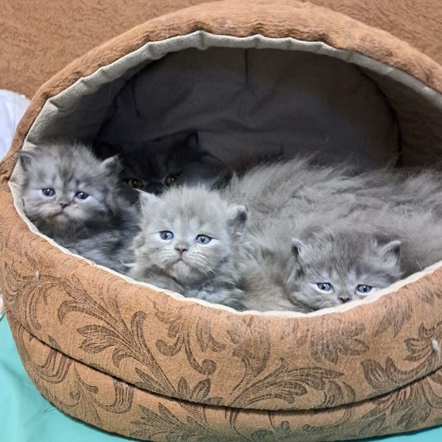 Персидские котята