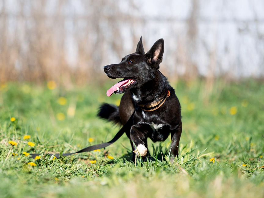 Корги из приюта в добрые руки бесплатно