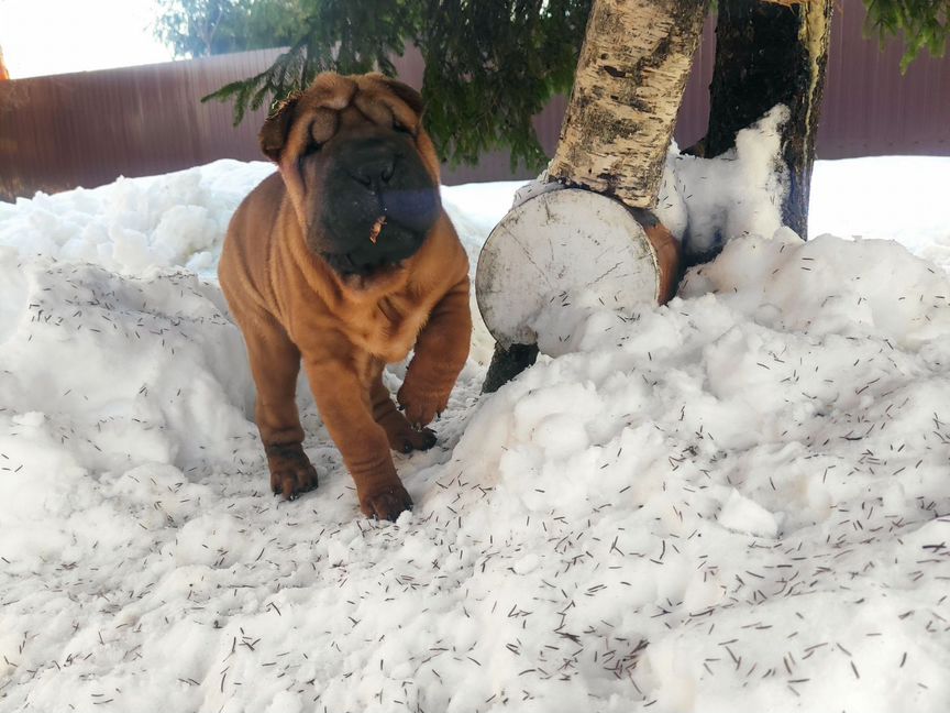 Шарпей Подарок под ёлочкой