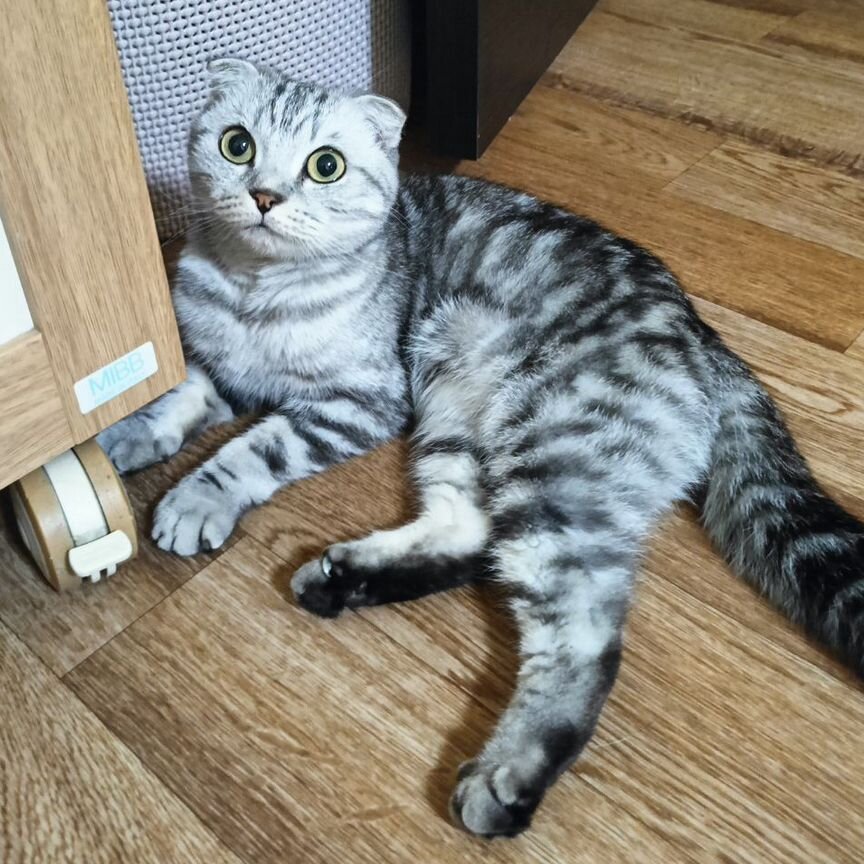 Вязка шотландская вислоухая кошка