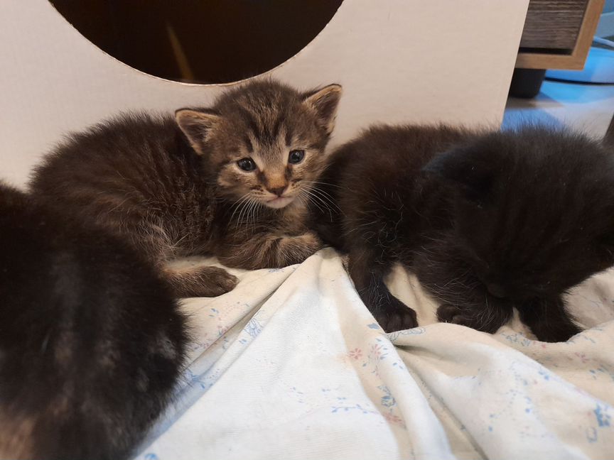 Котята в добрые руки бесплатно