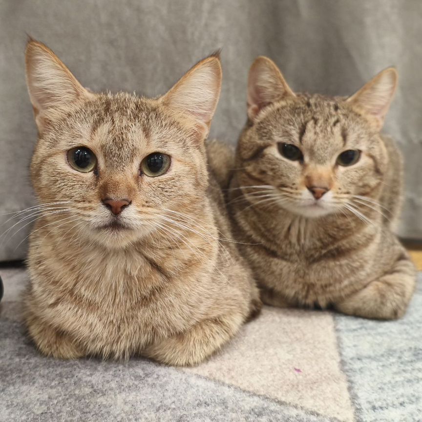 Взрослая, Девочка кошка в добрые руки