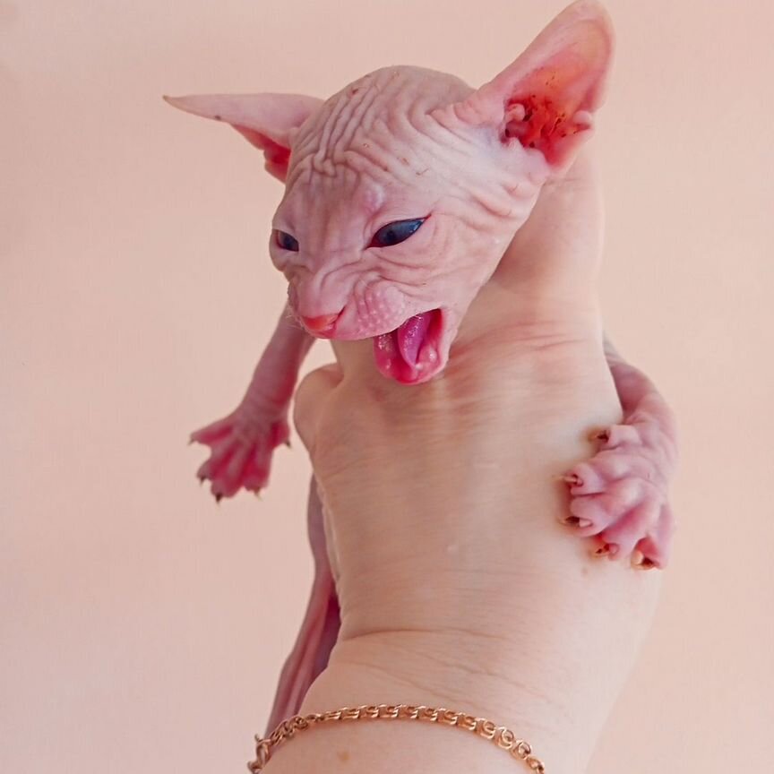 Донской сфинкс котята