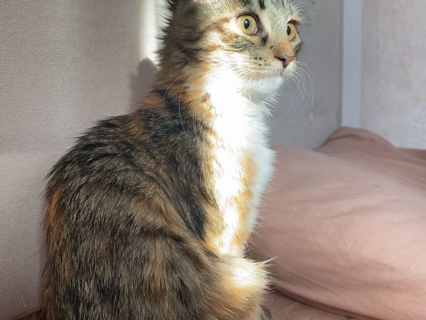 Котёнок в добрые руки