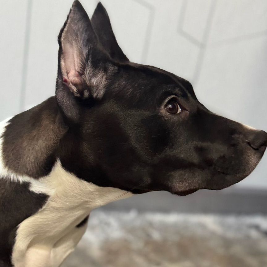 Американский стаффордширский терьер, щенок