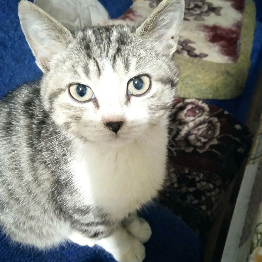 Маленький котик в добрые руки