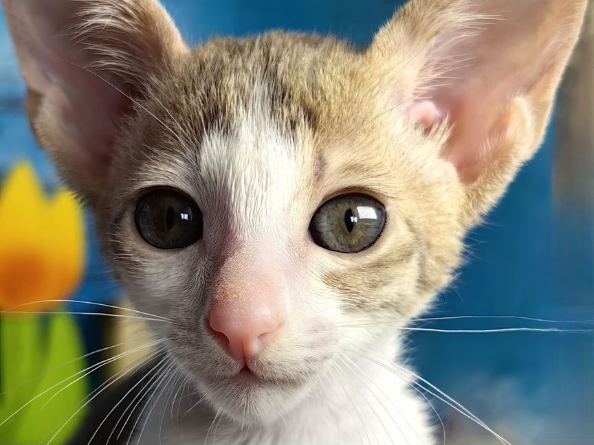 Ориентальный котенок, 3 мес