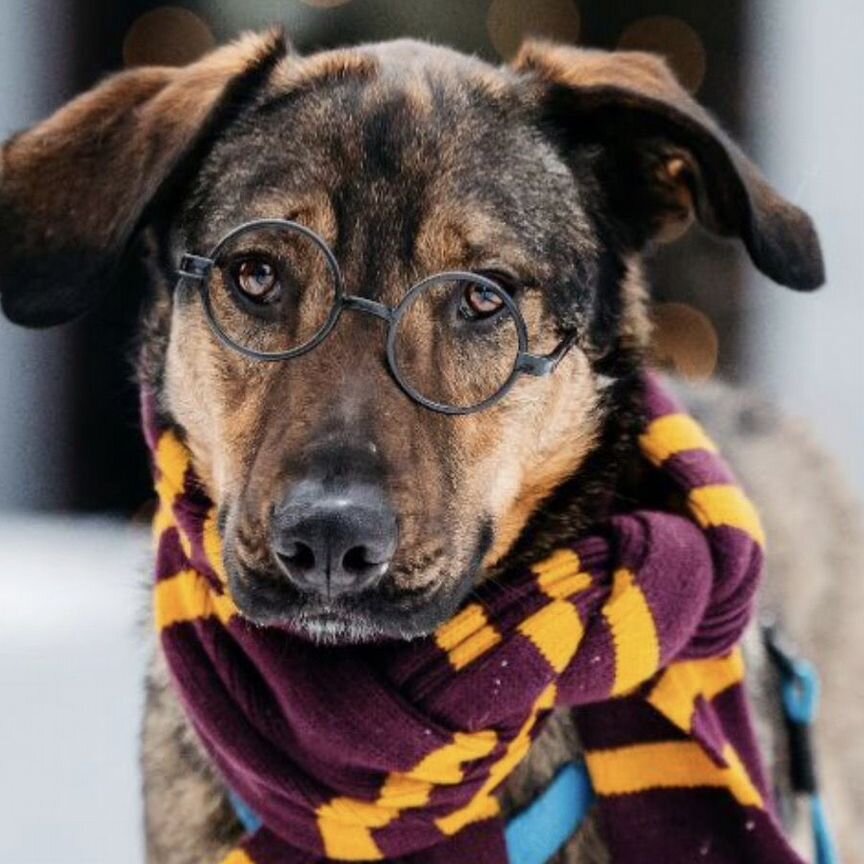 Взрослый пёс в добрые руки