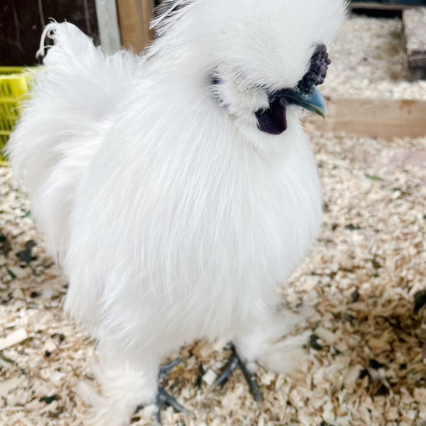 Китайские шелковые куры