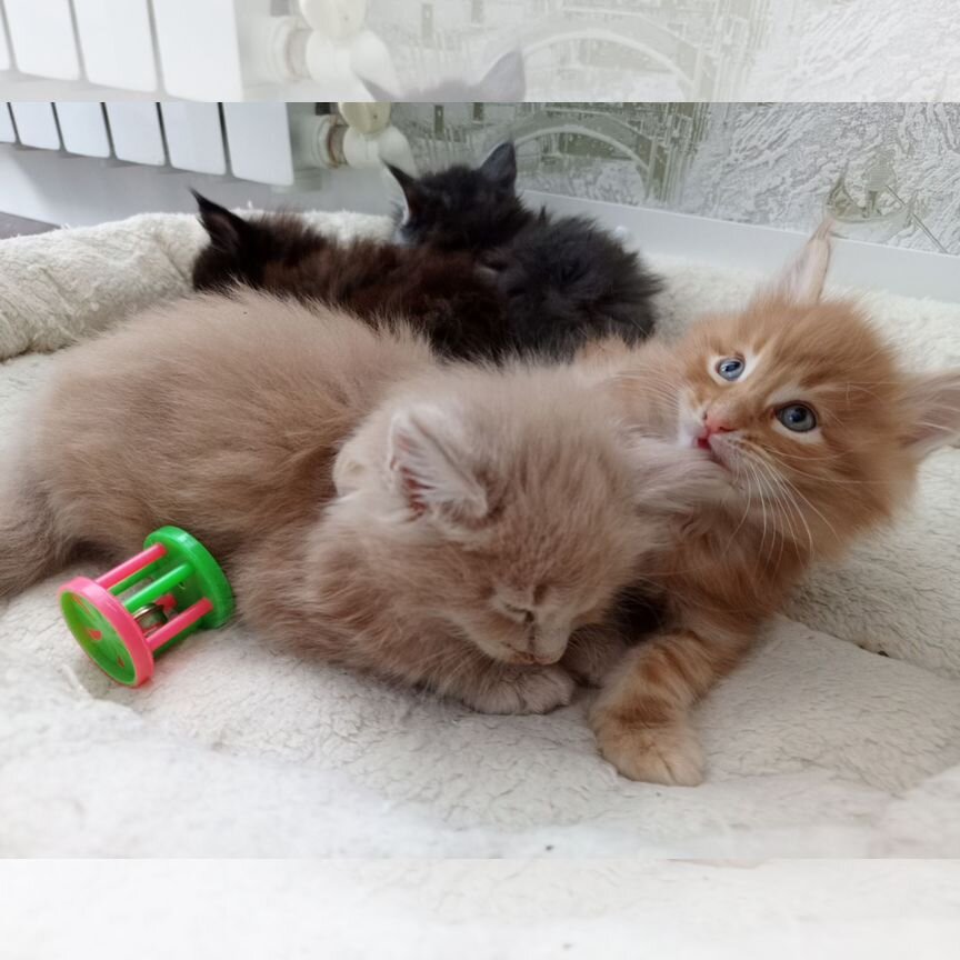 Котята мейн-кун