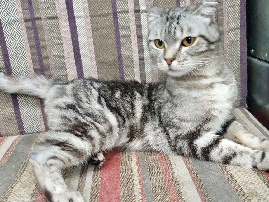 Очаровашка кошка Киви ищет своего человека