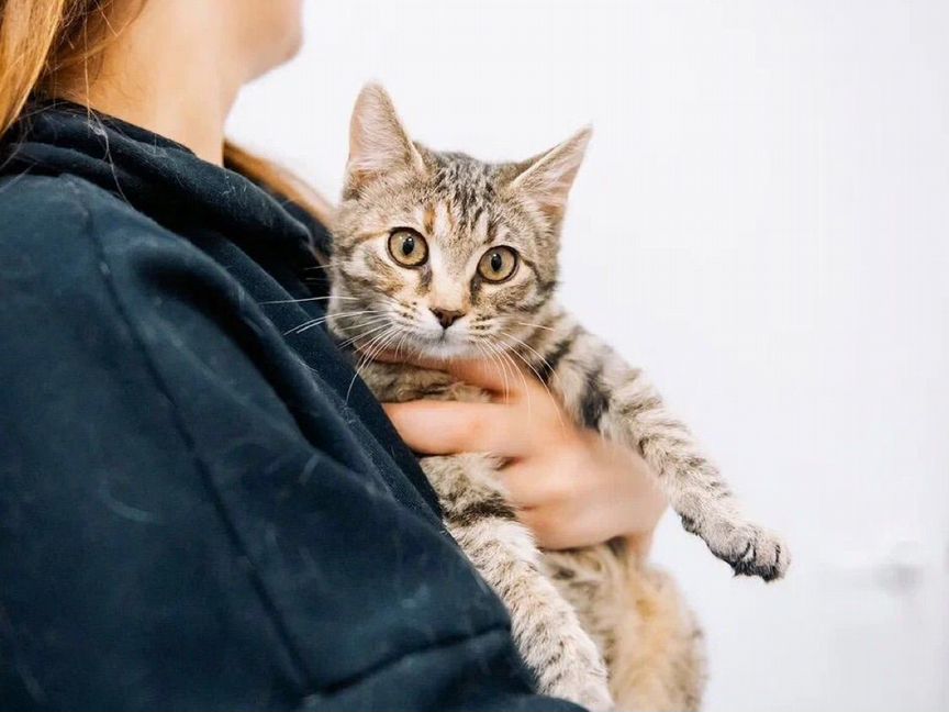 Кошечка из приюта бесплатно