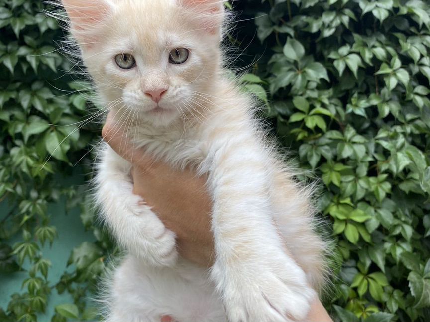 Котята мейн-кун