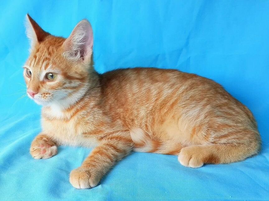 Рыжий котенок в добрые руки