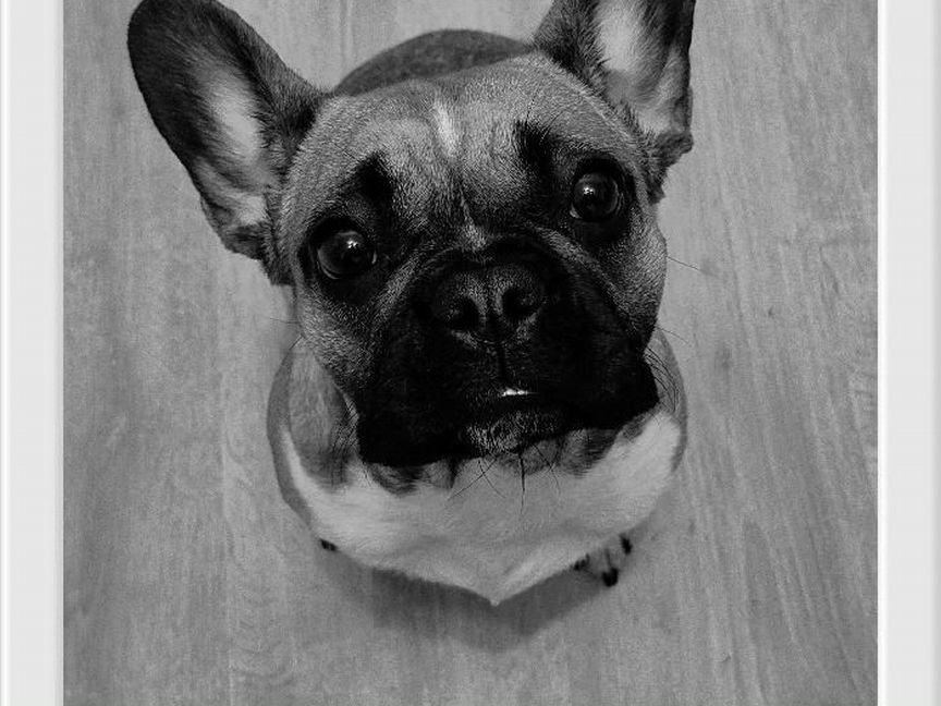 Французский бульдог щенки