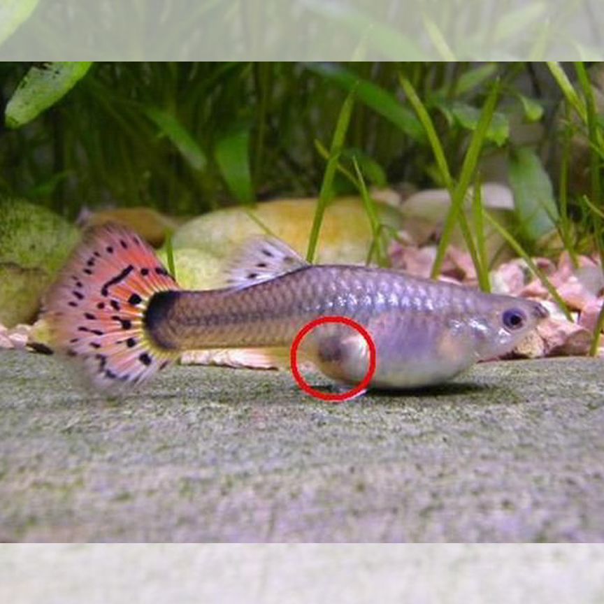 Рыбки гуппи самки