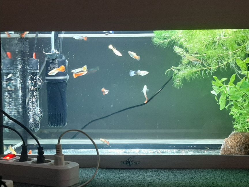 Аквариумные рыбки гуппи