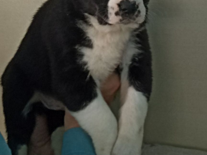 Среднеазиатская овчарка алабай