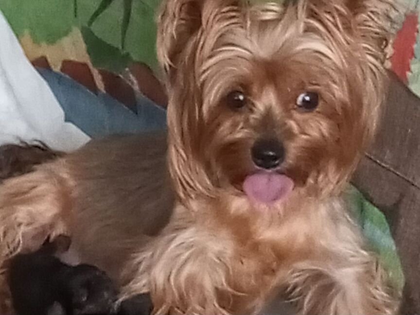 Йоркширский терьер