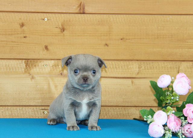 Чихуахуа лиловый красавец