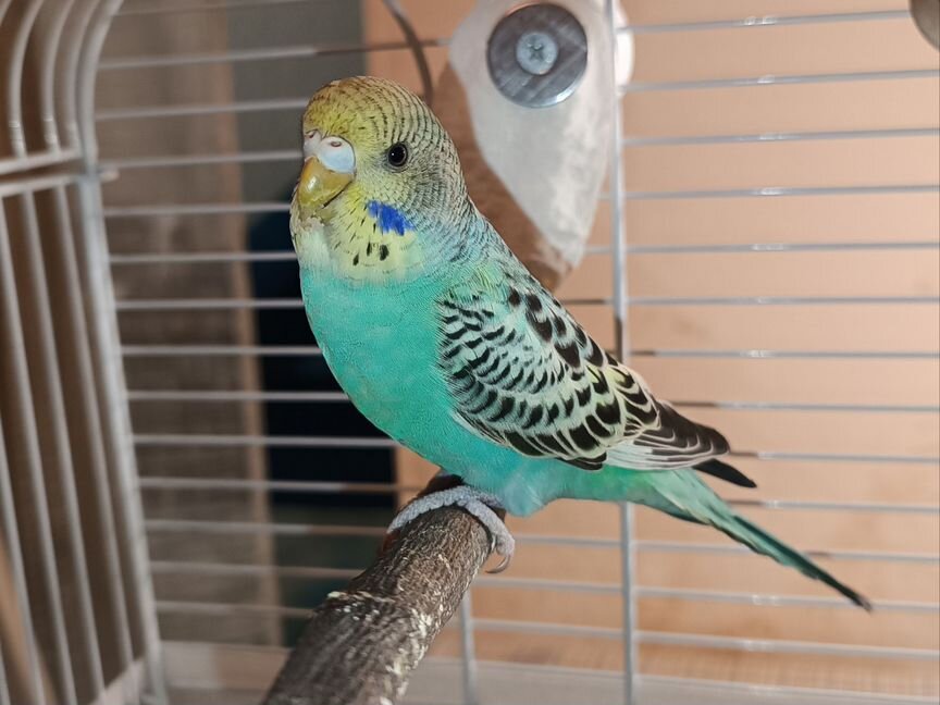 Волнистый попугай птенец, самка