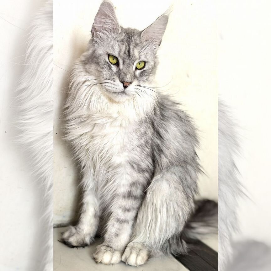 Мейн-кун котёнок