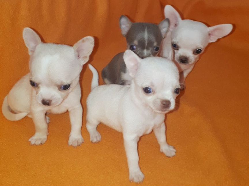 Чихуахуа мини детки с родословной