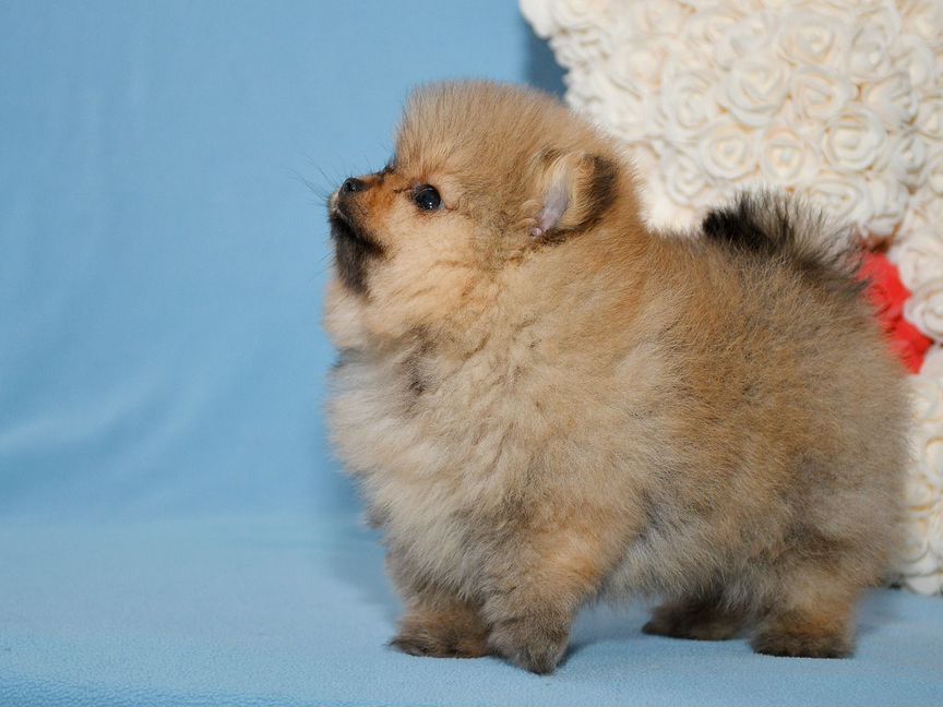 Супер кукольный мальчик мини