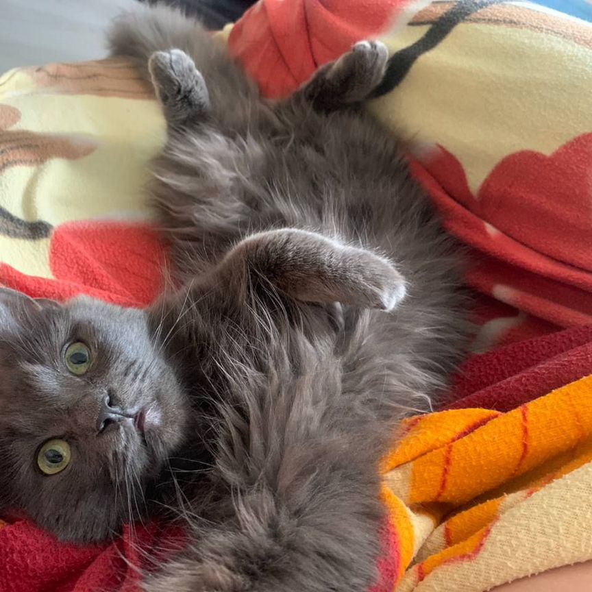 Вязка кошки