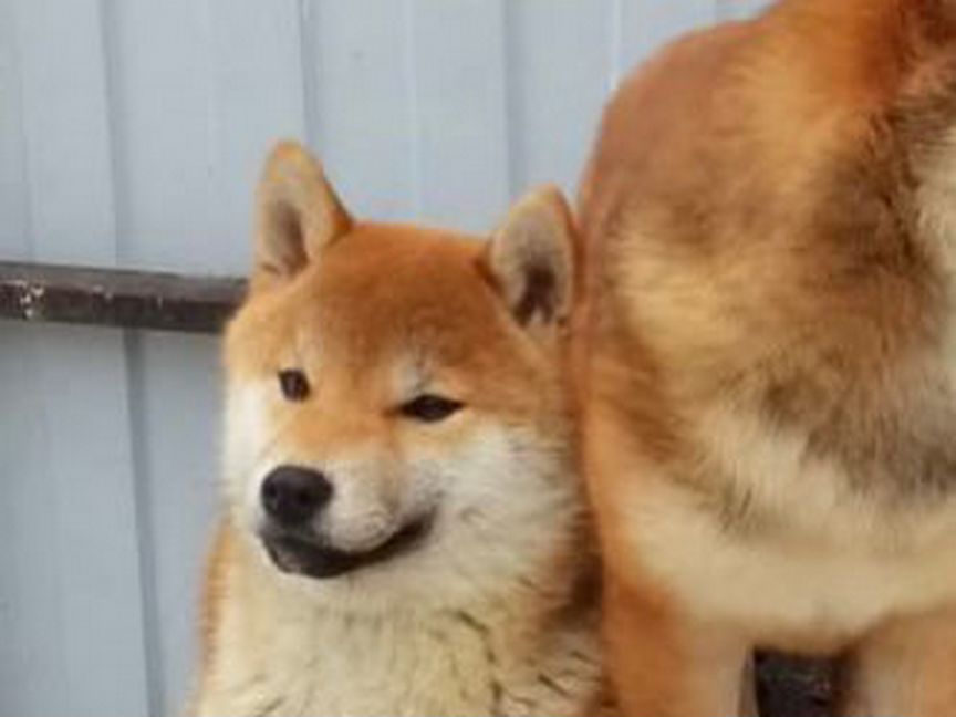 Щенок сиба ину