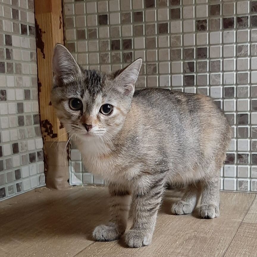 Котенок девочка ищет дом