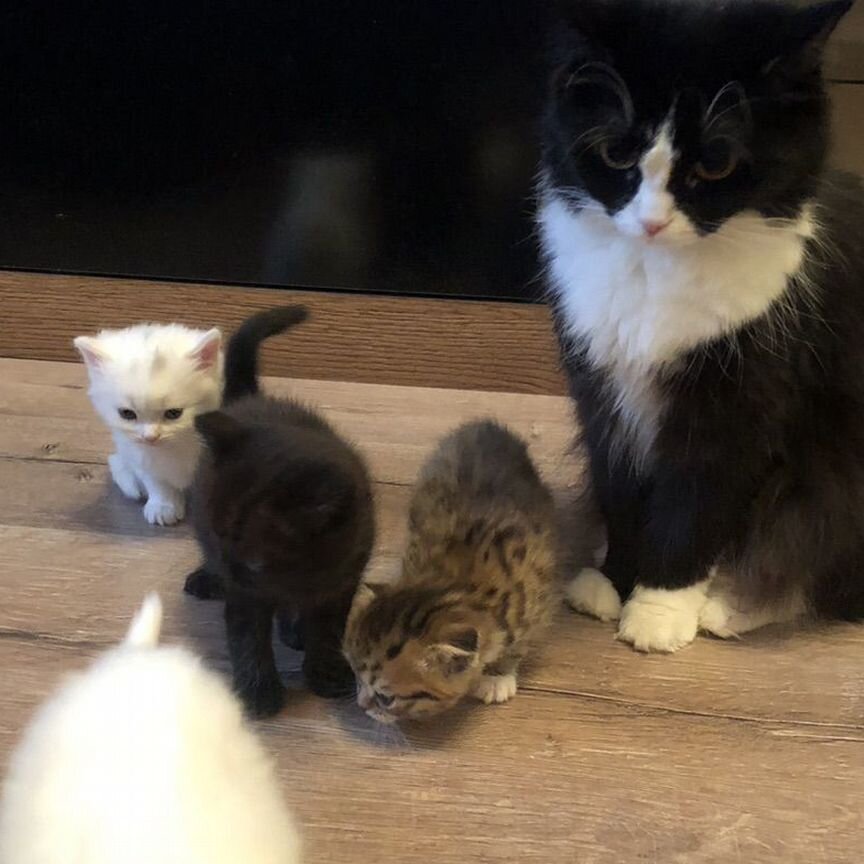 Шотландские котята
