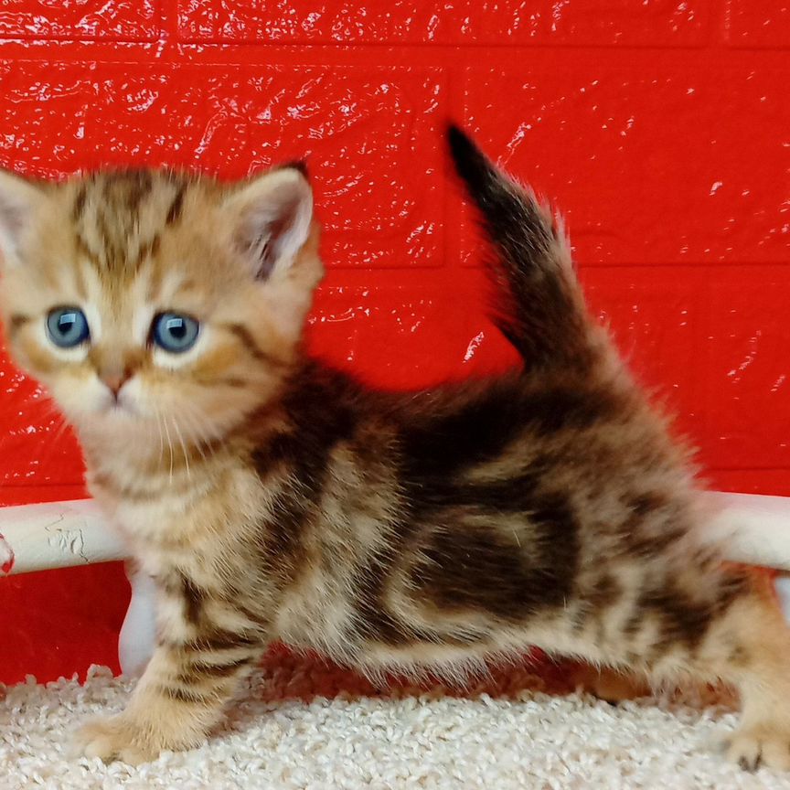 Щотландские котята