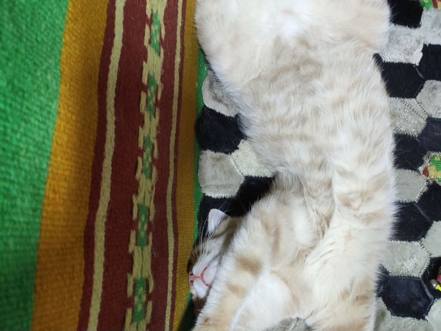 Котенок ждёт любящих родителей