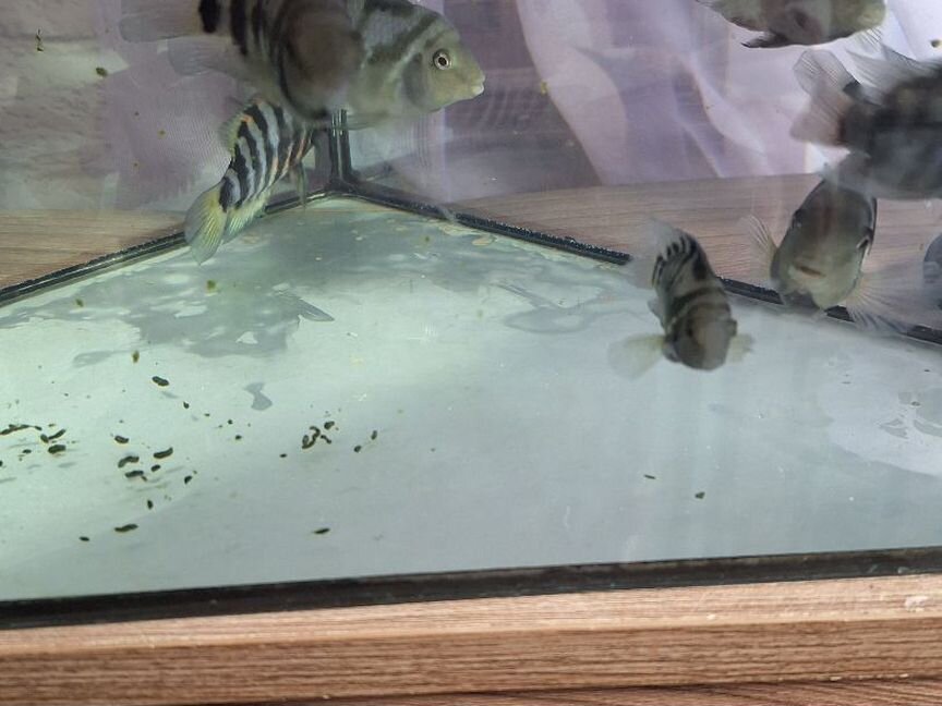 Цихлазома чернополосая