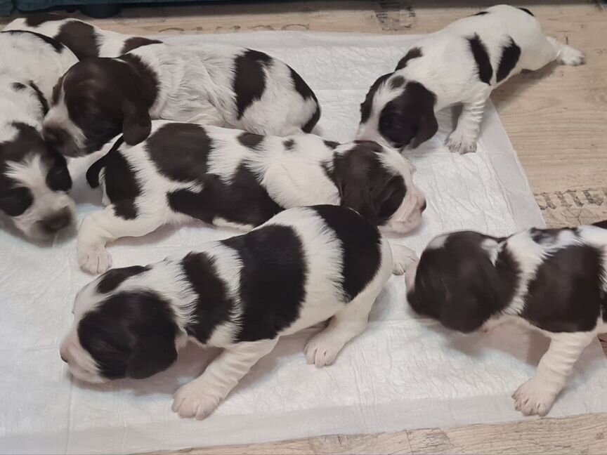 Русский охотничий спаниель щенки