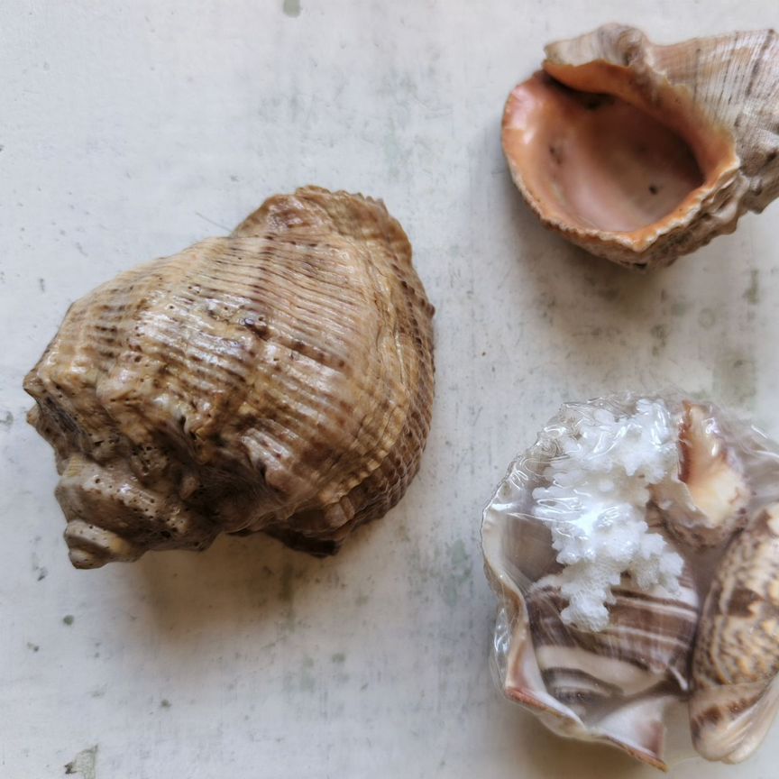 Ракушки для аквариума