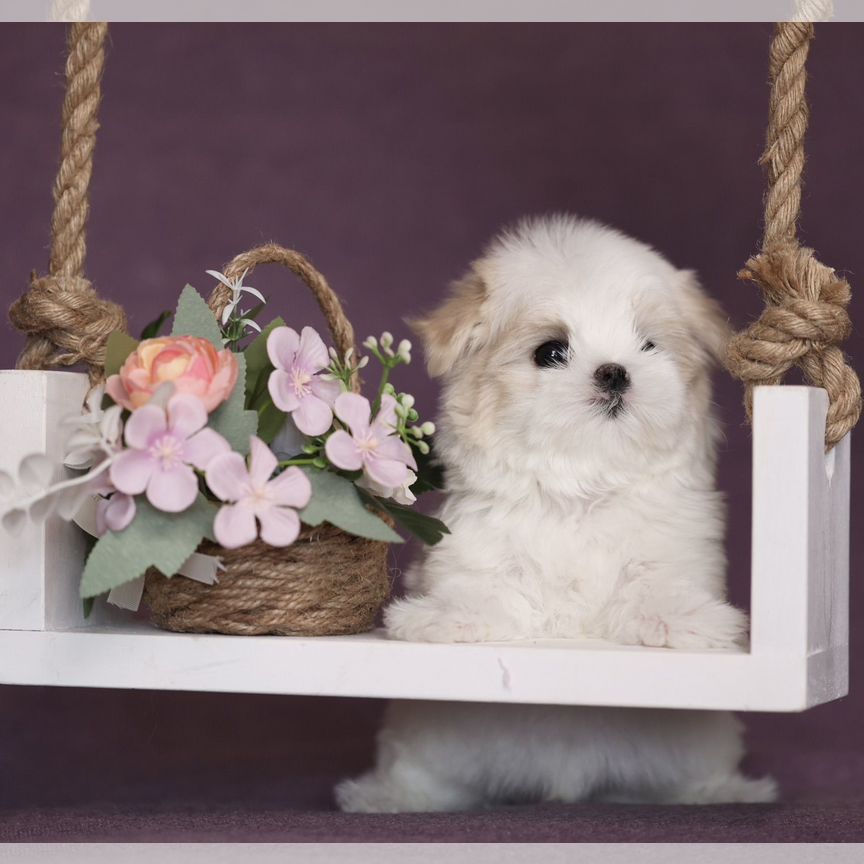 Мальтийская болонка, щенок