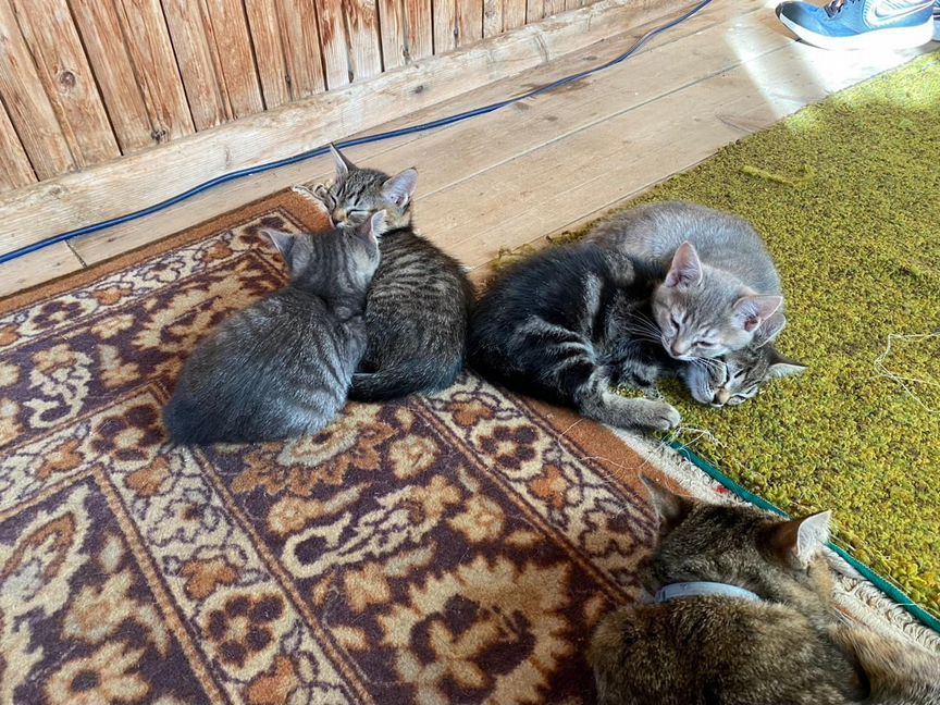 Котята в добрые руки