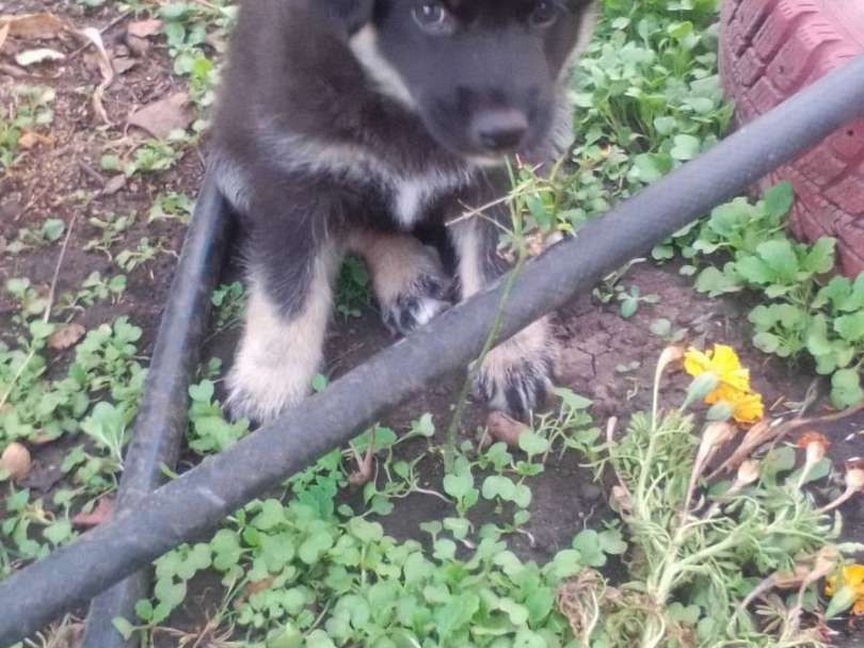 Щенок в добрые руки