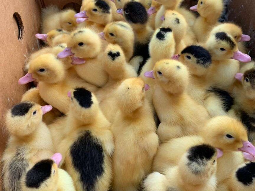 Утята стар-53, утята муларды, утята бройрерные