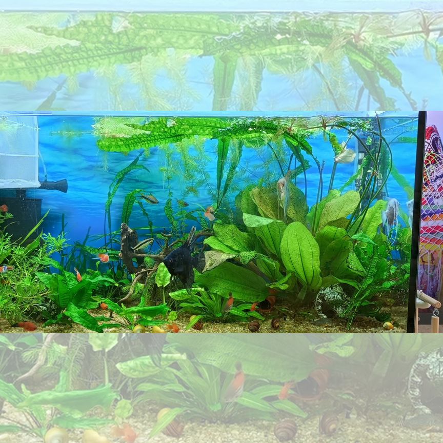 Растение аквариумное с побегами